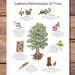 Symbiotic Relationships of Trees Poster: Forest Ecology (PDF Download ...