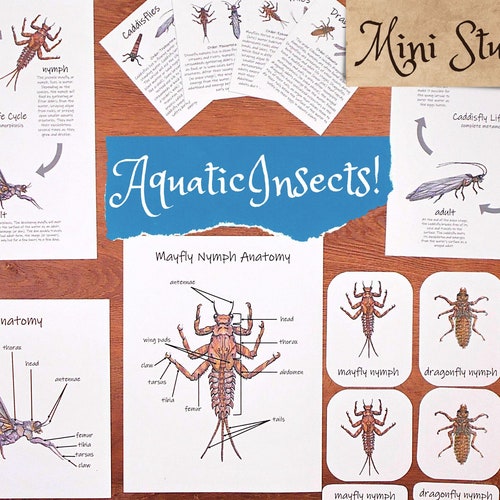 Aquatic Insects: Mini Study Homeschool Ecology Activities - Etsy