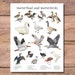 Waterbirds and Waterfowl Poster: Watercolor Bird Print, Classroom ...