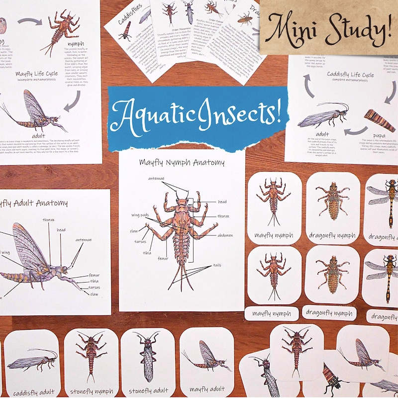Insect Chart - Etsy