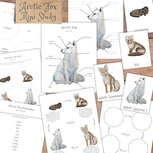 Arctic Fox Mini Study: Life Cycle and Anatomy, Lesson Plan, Winter ...