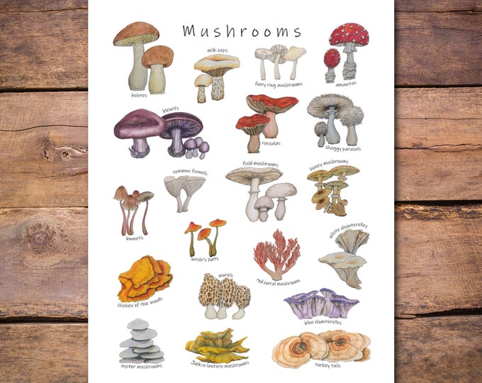 The Anatomy of a Mushroom Art Print - Etsy Hong Kong