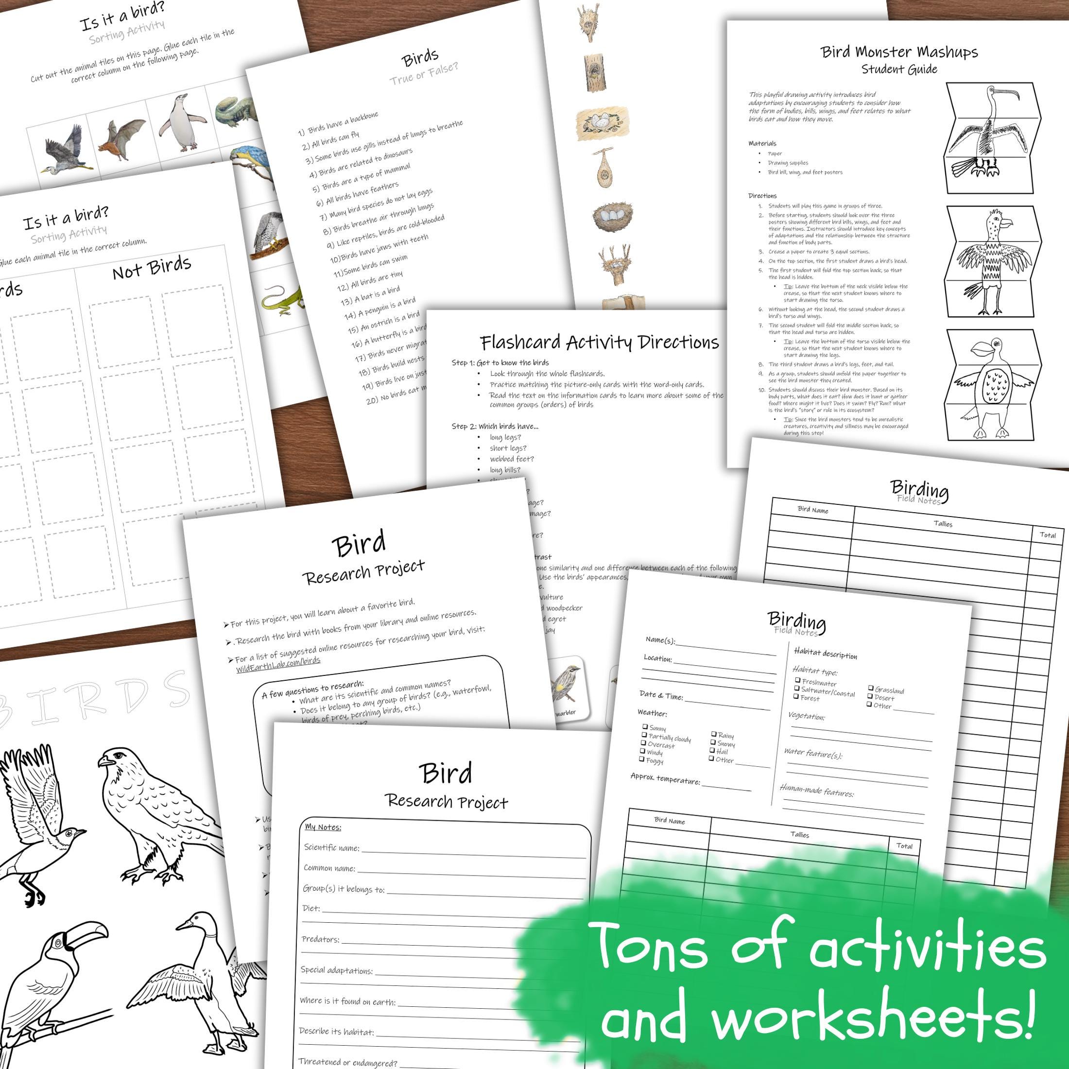 Birds Unit: Classroom Ornithology Study With Bird Adaptations & Life ...