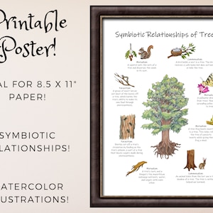 Symbiotic Relationships of Trees Poster: Forest Ecology (PDF Download ...