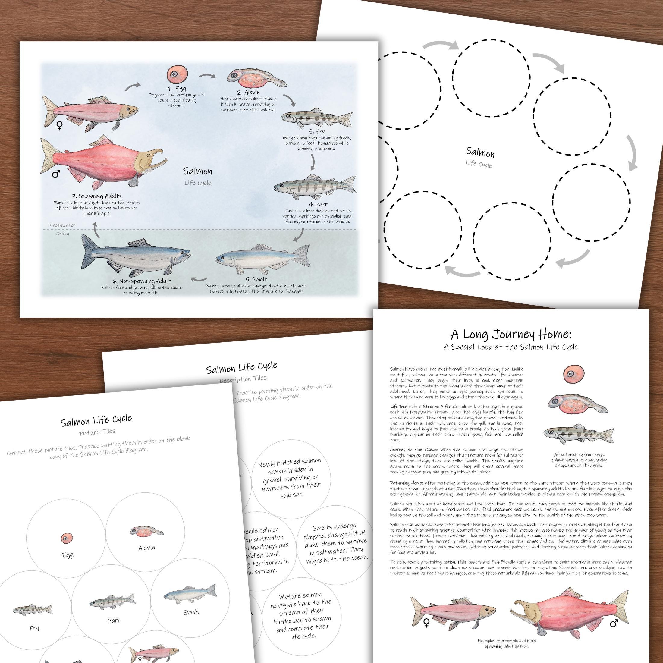 Salmon Mini Study: Life Cycle, Migration, and Anatomy (PDF Download) - Etsy