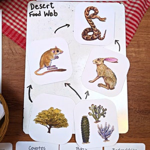 Desert Animals & Plants Mini Study: Handouts, Flashcards, Food Web ...