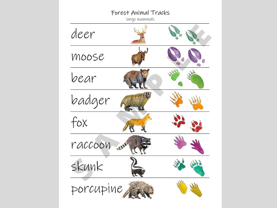 Animal Tracks Posters: Guide to Forest Animal Tracks Woodland - Etsy