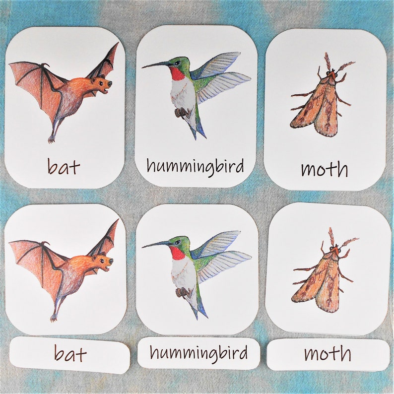 Pollinators: 7 Printable Three-part Cards, Preschool Activity, Forest ...