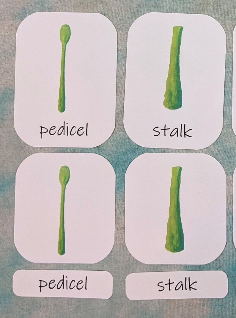 Parts of a Plant Three-part Cards: Montessori-style - Etsy