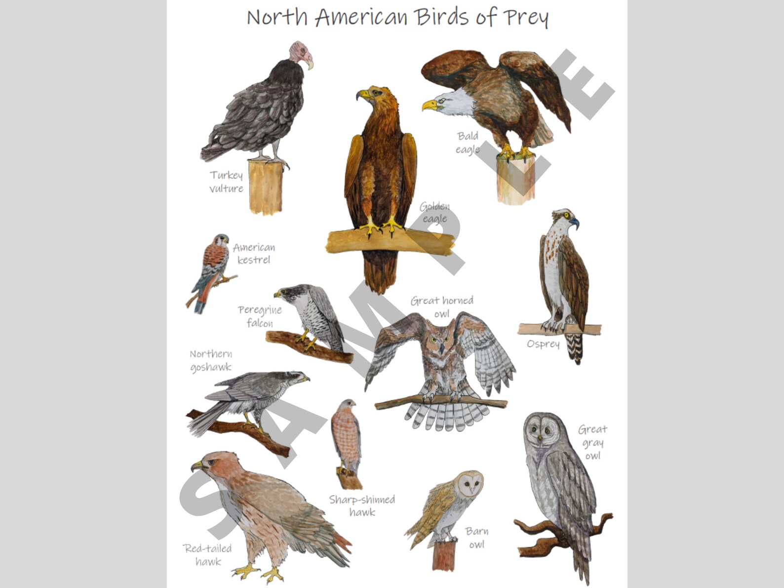 Birds of Prey Print: Classroom Poster, Homeschool Decor, Birding Gift ...