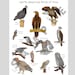 Birds of Prey Print: Classroom Poster, Homeschool Decor, Birding Gift ...