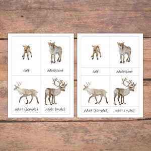 Reindeer Study: Printable Life Cycle and Anatomy Diagrams - Great ...