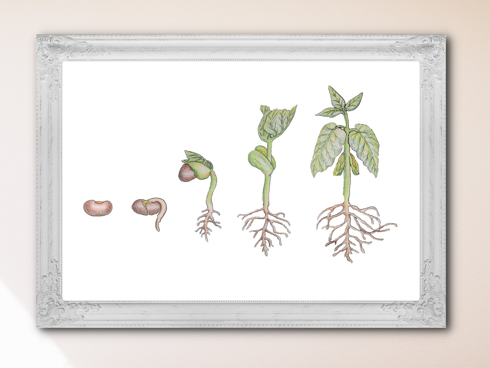 Bean Plant Development Poster: Printable Botany Wall Art, Homeschool ...