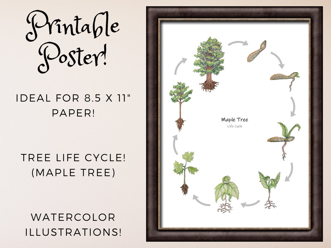 Maple Tree Life Cycle Poster: Printable Classroom Poster - Etsy