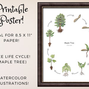 Maple Tree Life Cycle Poster: Printable Classroom Poster - Etsy UK