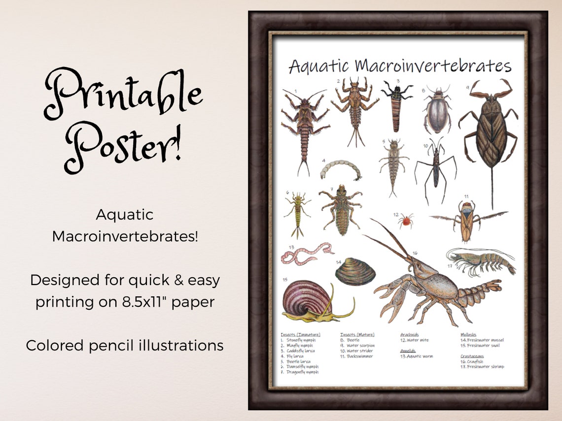 Macroinvertebrates Poster: Identify Common Aquatic Species, Printable ...
