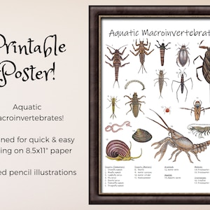 Macroinvertebrates Poster: Identify Common Aquatic Species, Printable ...