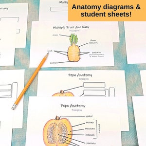 Fun With Fruit Unit: a Botany Lesson Plan Plant Science, Nature Study ...