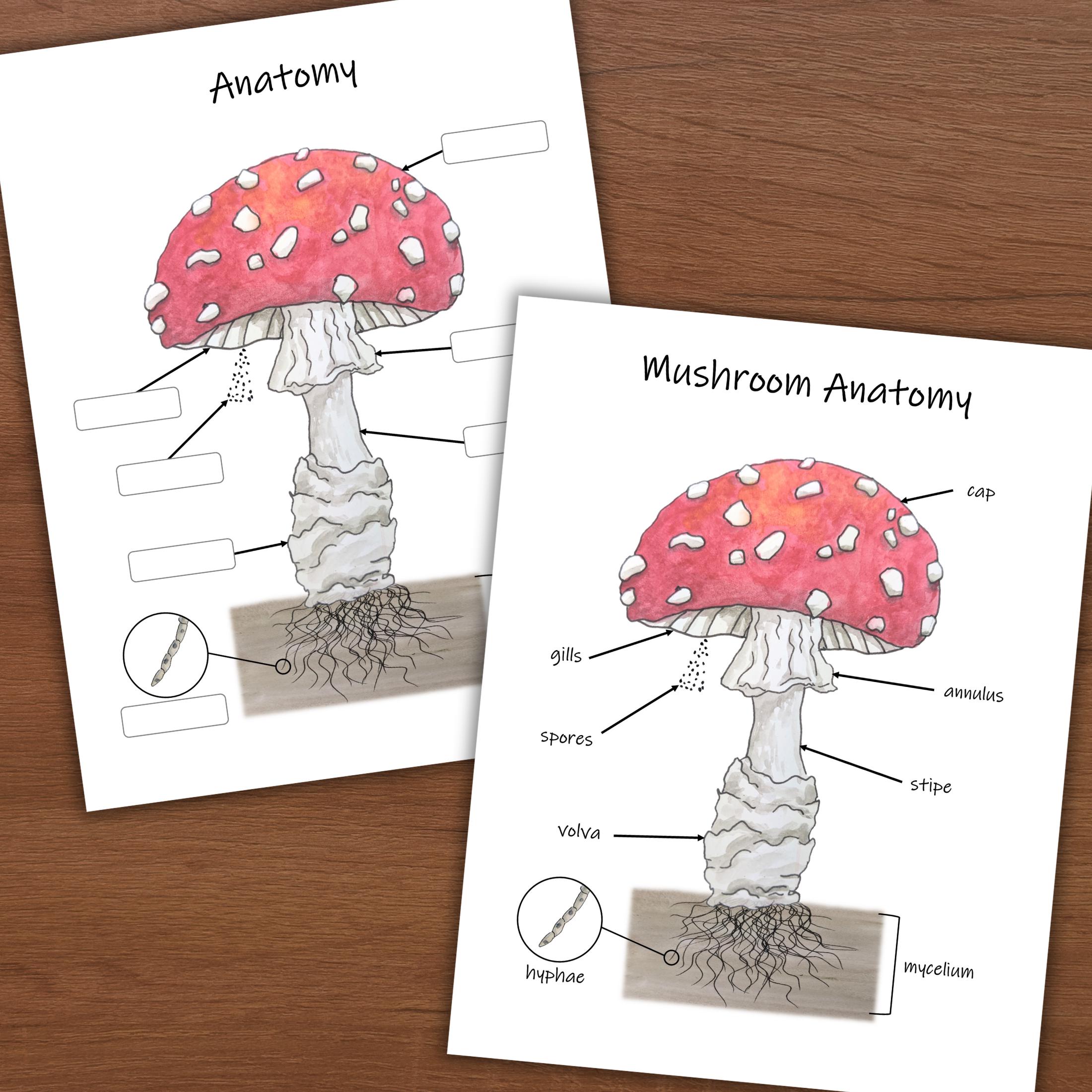 Mushroom Anatomy: Printable Labeled & Unlabeled Diagrams With Parts of ...