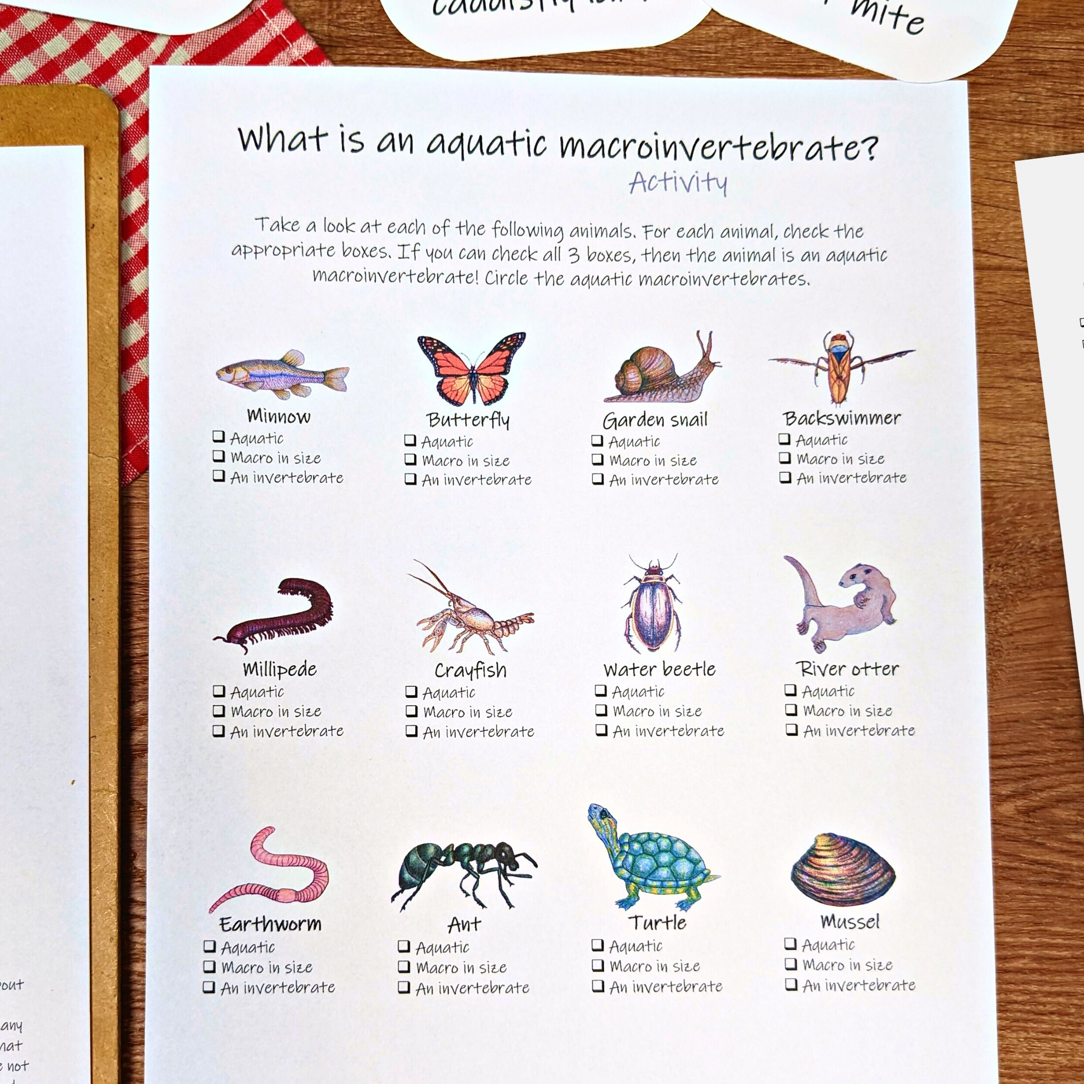 Aquatic Macroinvertebrates Mini Study: Elementary School - Etsy