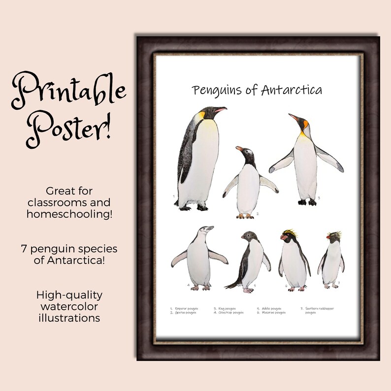 Penguins of Antarctica Poster: Printable Classroom Poster With 7 Types ...