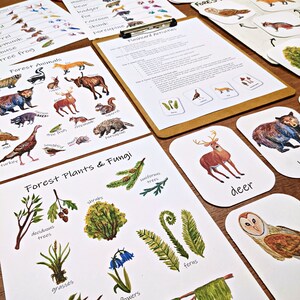 Forest Ecosystem: a Mini Nature Study Forest School, Nature Preschool ...