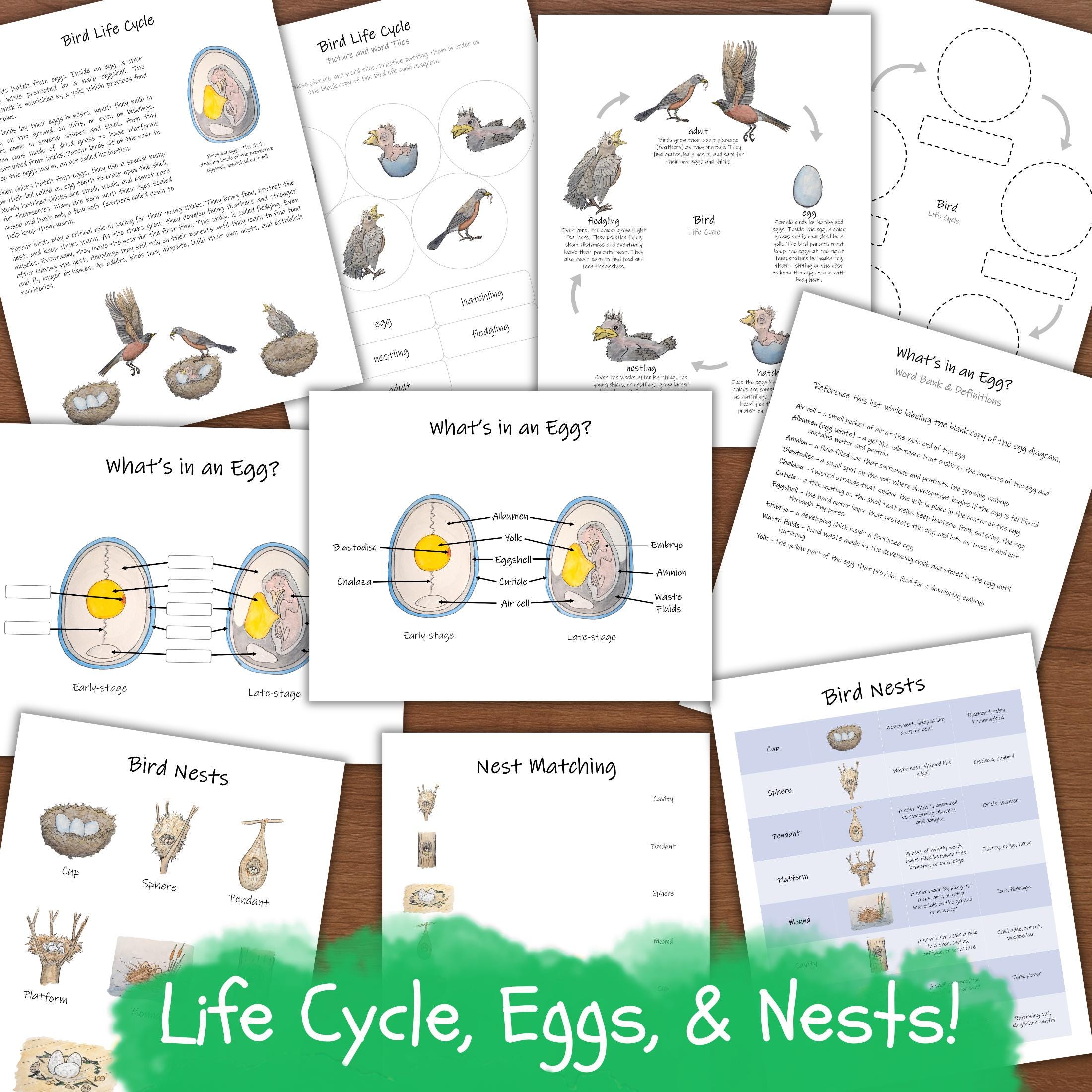 Birds Unit: Classroom Ornithology Study With Bird Adaptations & Life ...