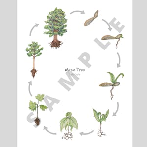 Maple Tree Life Cycle Poster: Printable Classroom Poster for Homeschool ...