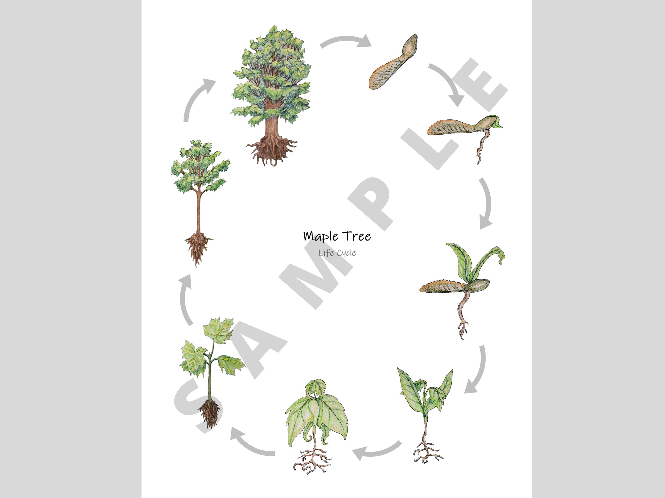 Maple Tree Life Cycle Poster: Printable Classroom Poster - Etsy Denmark