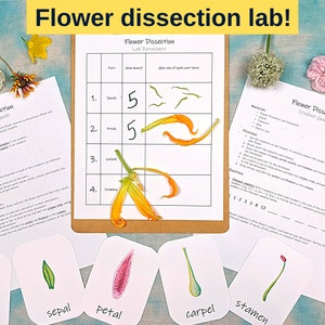 Flower Unit: Study Plant Anatomy With Flower Dissections, Botany ...