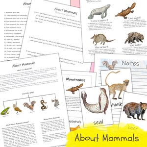 Mammal Unit: Complete Set of Printable Learning Materials, Homeschool ...