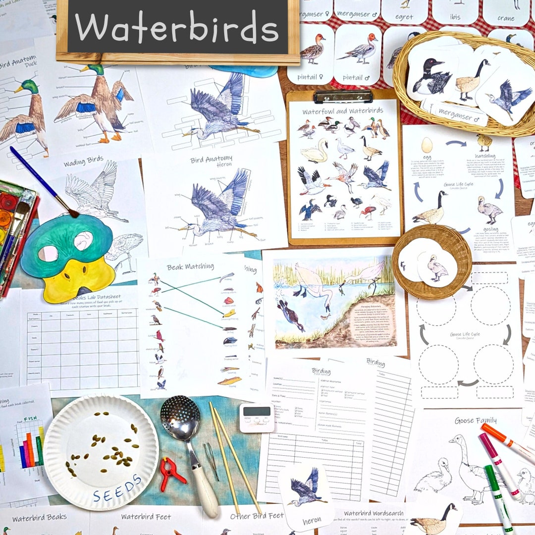 Waterfowl & Waterbirds Unit: Classroom Materials, Homeschool Unit Study ...