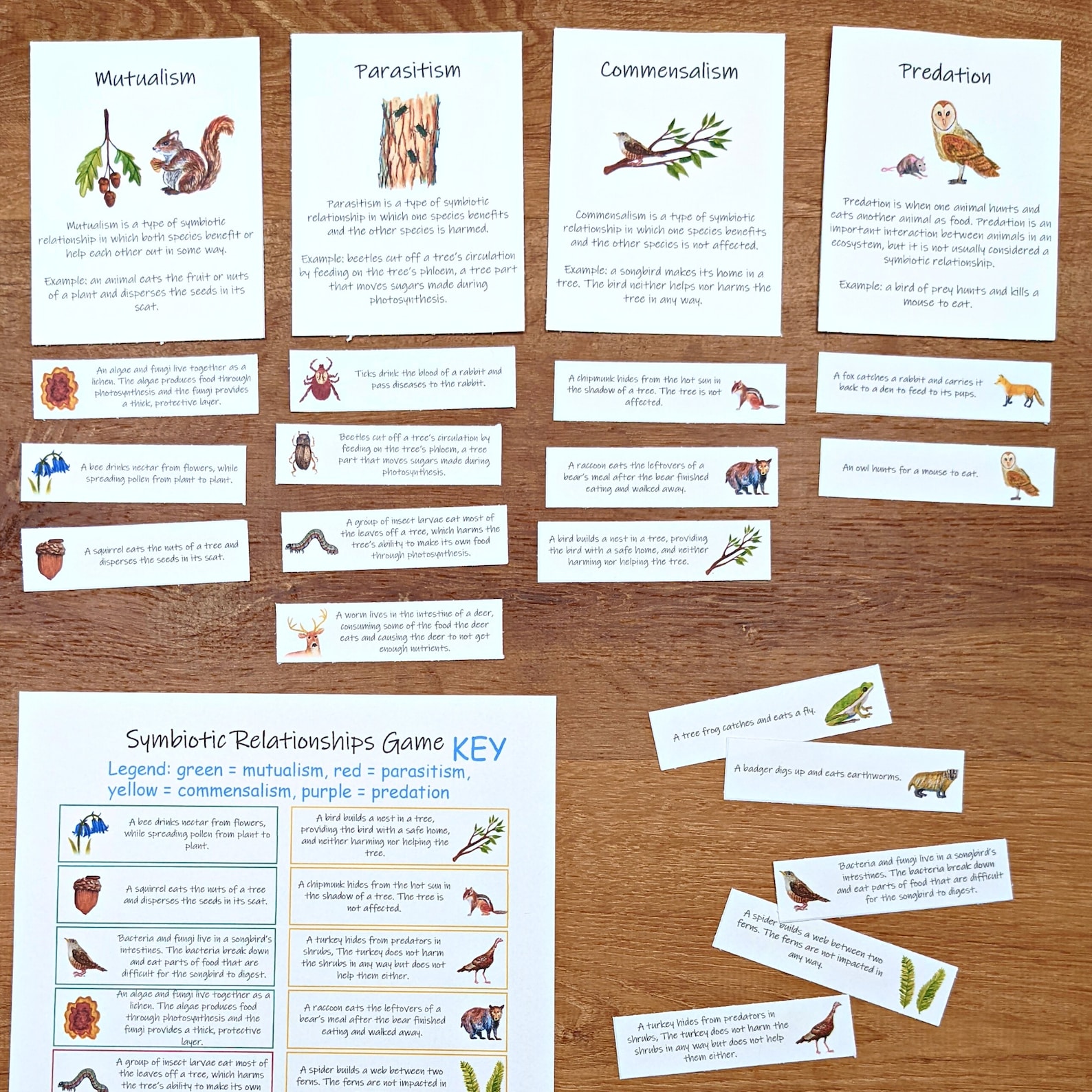 Symbiotic Relationships Mini Study: Ecology Homeschool Printables (PDF ...