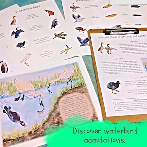 Waterfowl & Waterbirds Unit: Classroom Materials, Homeschool Unit Study ...