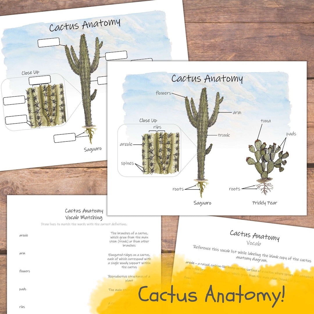 Parts of a Cactus: Labeled and Unlabeled Diagrams, Vocab List, and ...