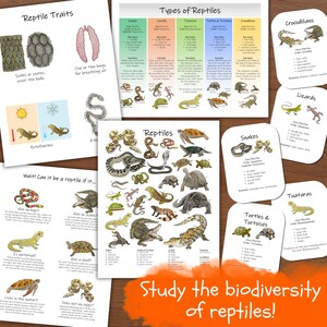 Reptiles Unit: Biodiversity Homeschool Lessons (PDF Download) - Etsy