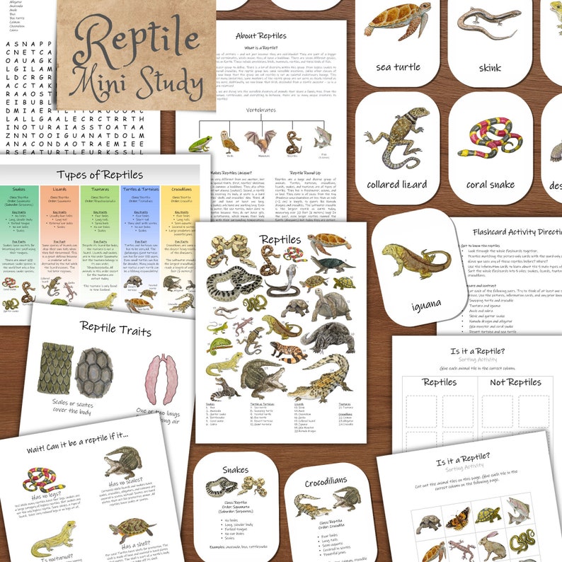 Reptile Mini Study: Biology Lesson Plan (PDF Download) - Etsy