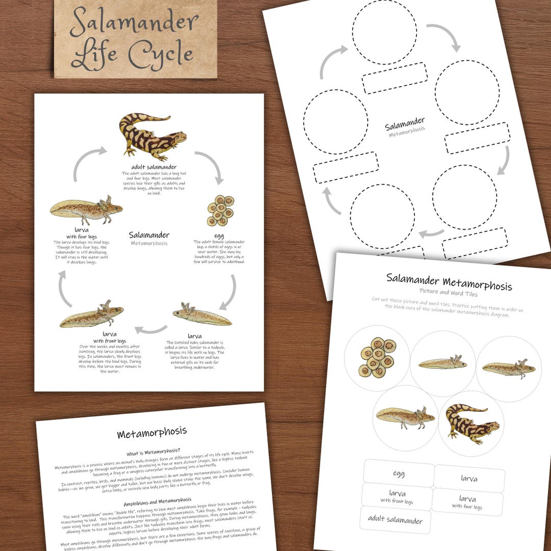 Salamander Life Cycle: Diagram With Blank Copy and Metamorphosis ...