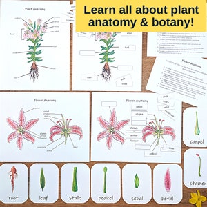 Flower Unit: Study Plant Anatomy With Flower Dissections, Botany ...