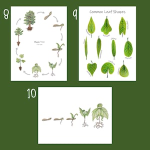 Forest School Prints Bundle: 13 Printable Classroom Posters for Nature ...