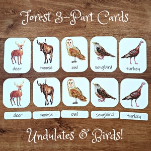 30 Forest Flashcards: Three-part Cards for Animals, Plants, & Fungi ...