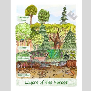 Layers of the Forest Poster: Forest Canopy Classroom Decor - Etsy