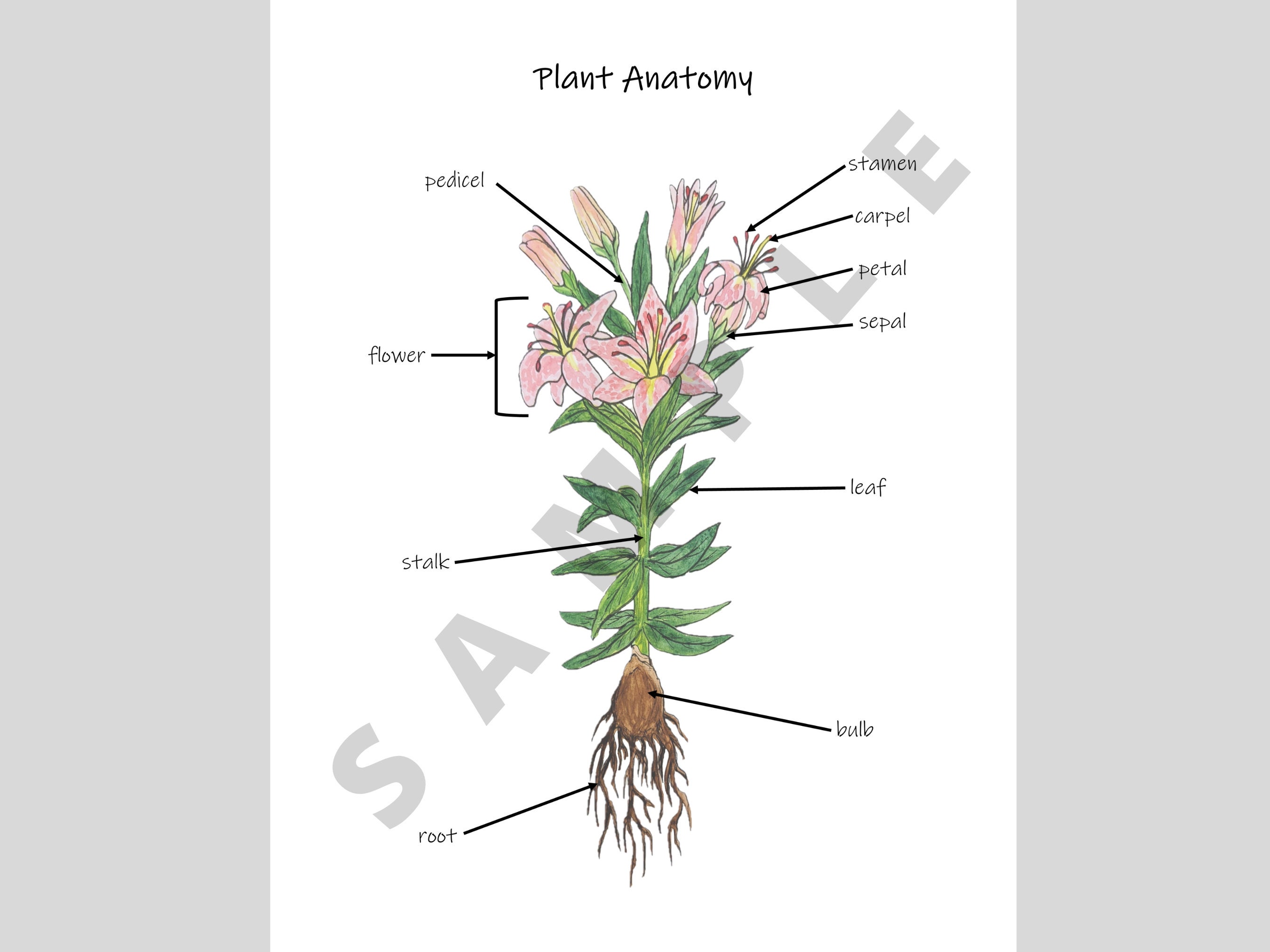 Diagrama De Partes De Plantas