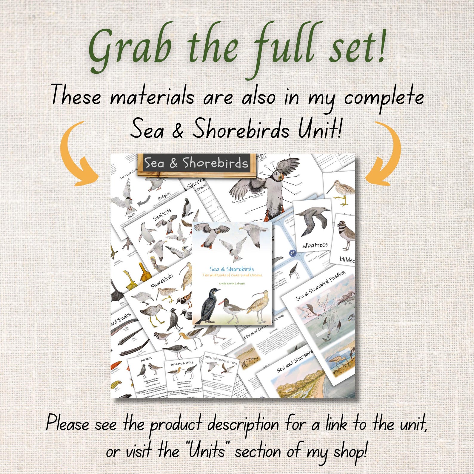 Seabird & Shorebird Three-part Cards: Nomenclature Flashcards ...