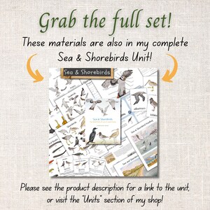 Seabird & Shorebird Three-part Cards: Nomenclature Flashcards ...