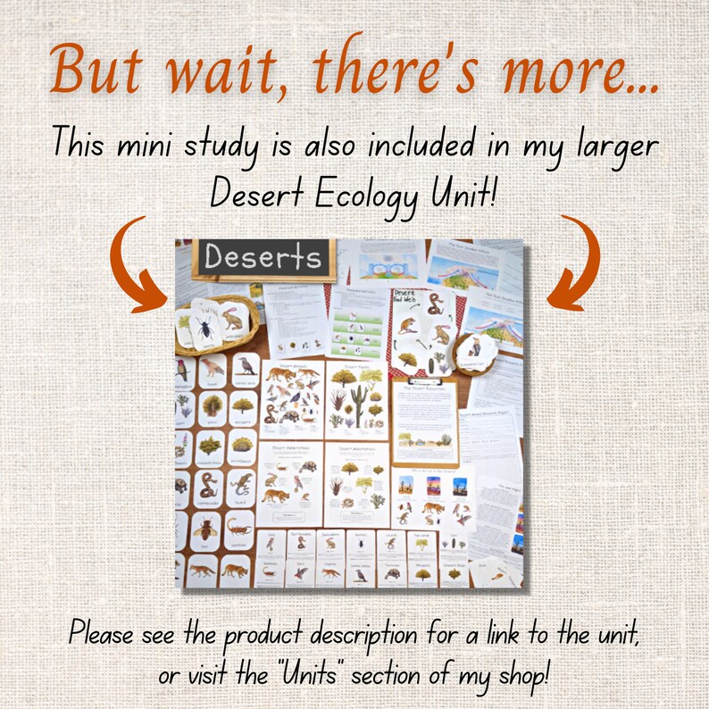 Desert Animals & Plants Mini Study: Handouts, Flashcards, Food Web ...