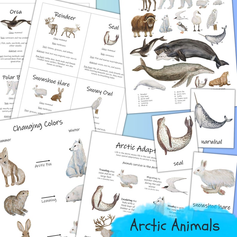 Arctic Unit: Homeschool Science, Animals, Food Web (PDF Download) - Etsy