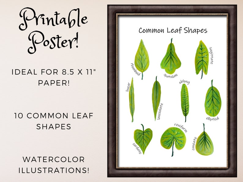 Leaf Shapes: Printable Classroom Poster, Types of Leaves, Nature Study ...