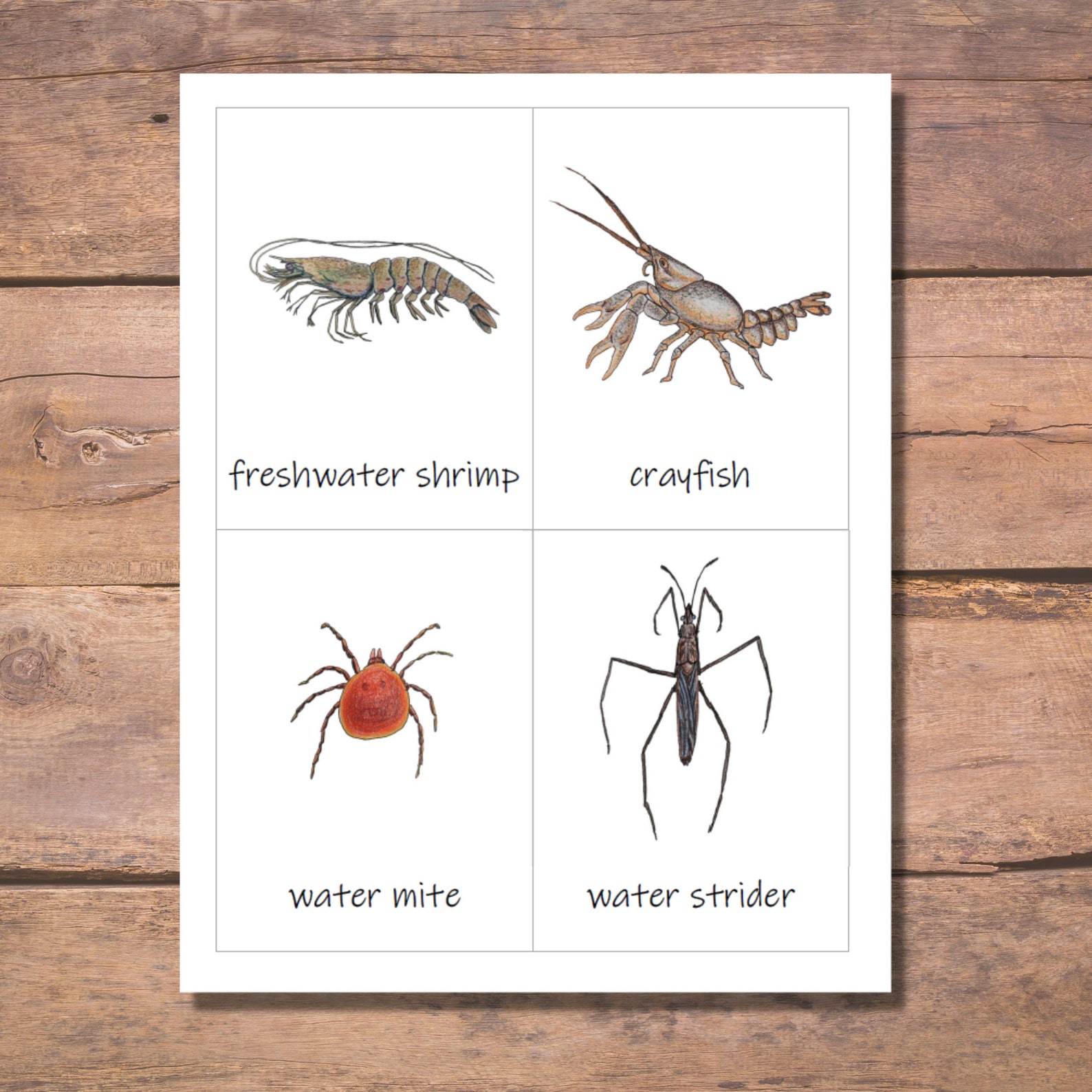 Aquatic Macroinvertebrates Three-part Cards: 23 Illustrated Flashcards ...