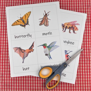 Pollination Mini Study: Classroom Posters & 3-part Cards (PDF Download ...